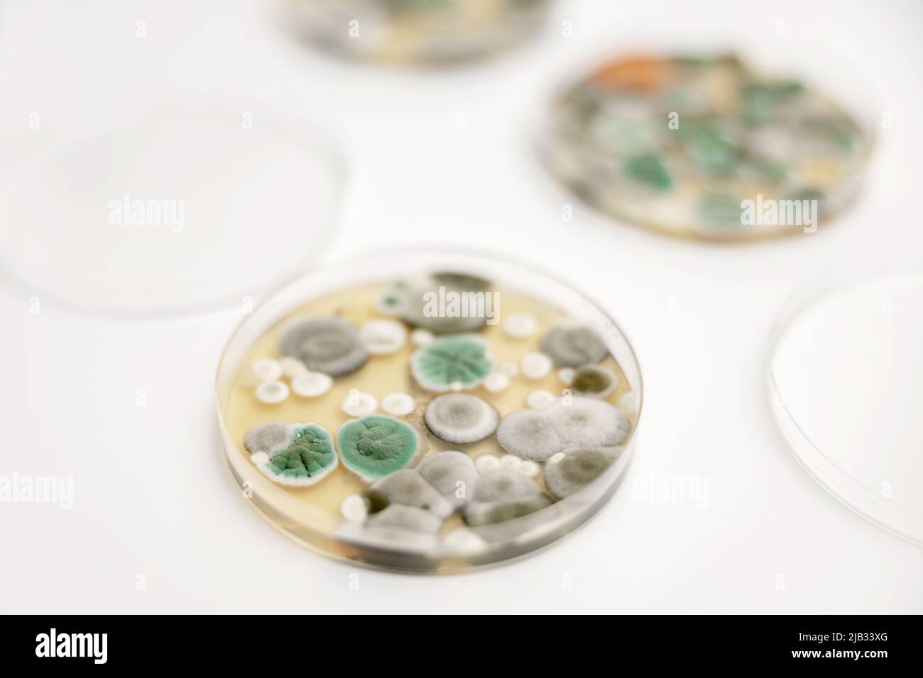 Bacteria and fungi petri dish hi-res stock photography and images - Alamy