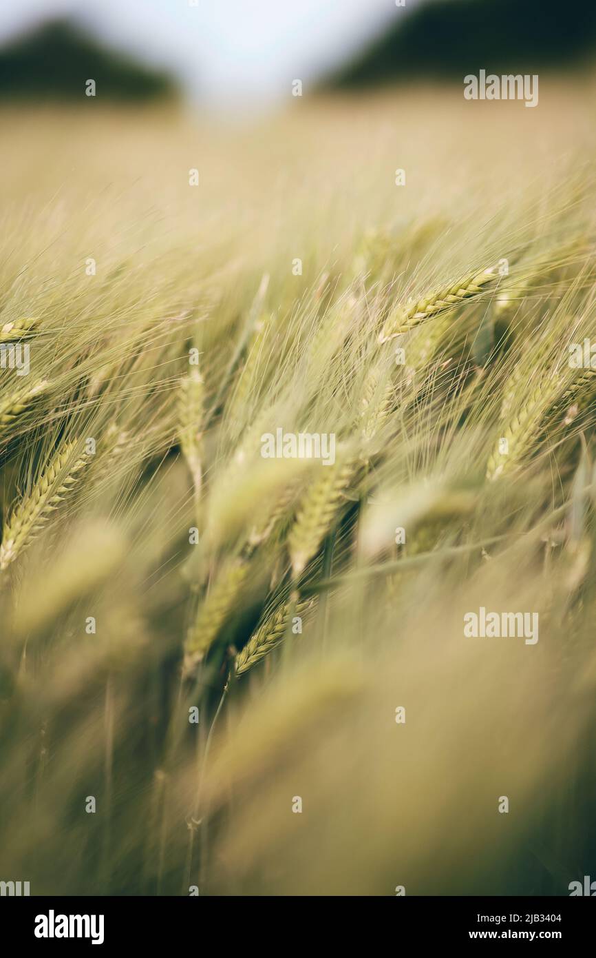 Grain planting grains hi-res stock photography and images - Alamy