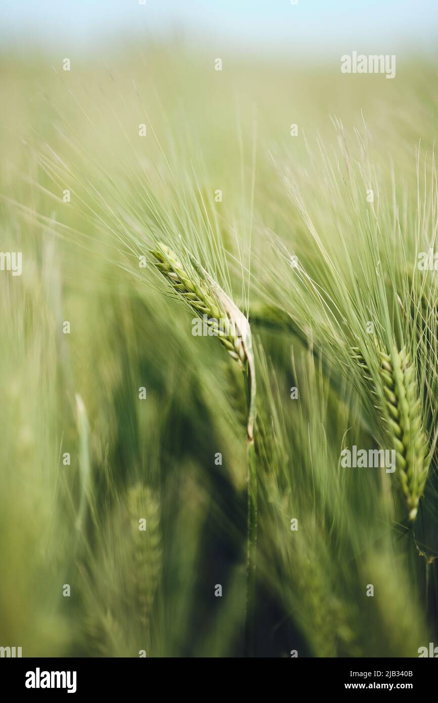 Grain planting grains hi-res stock photography and images - Alamy