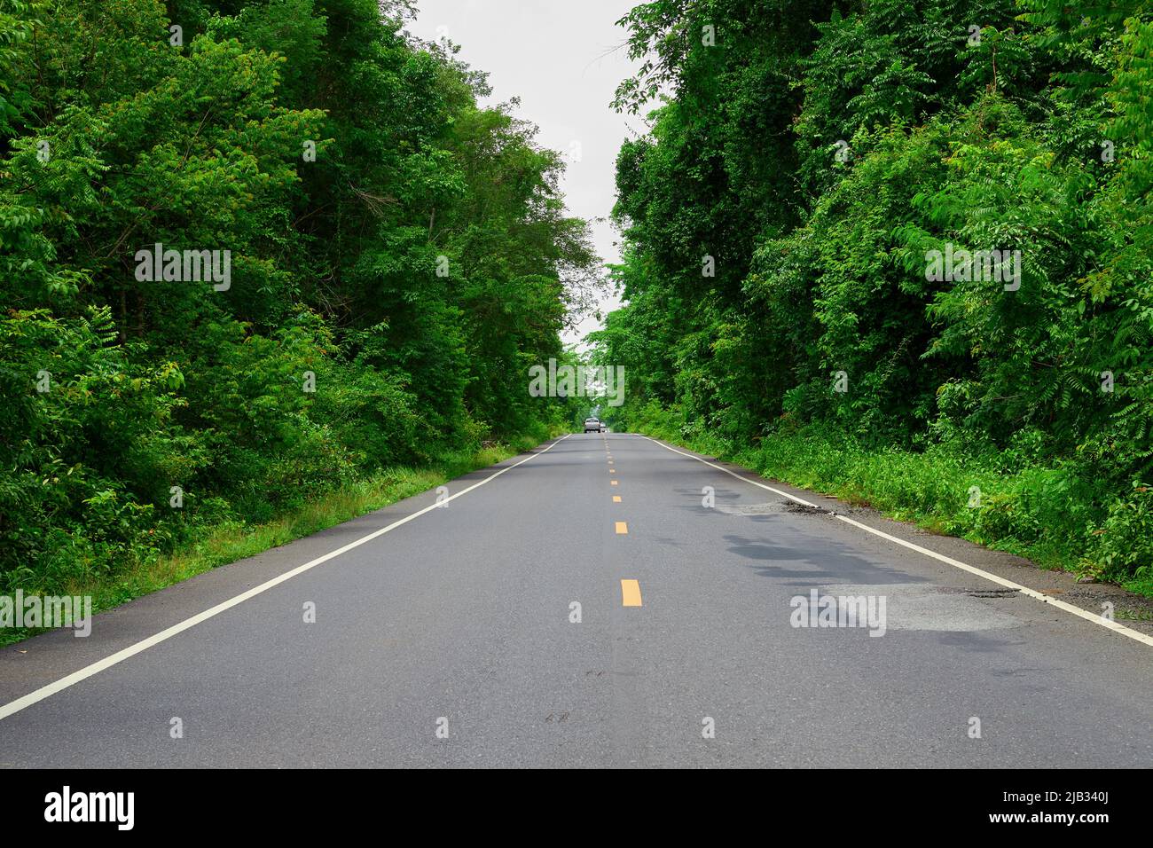 Asphalt road through green forest Stock Photo - Alamy