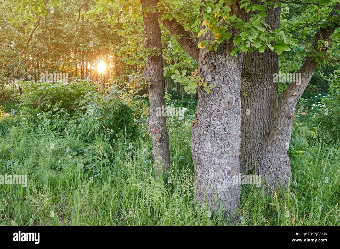 Morning sunlight in green park background. Eco environment theme Stock ...