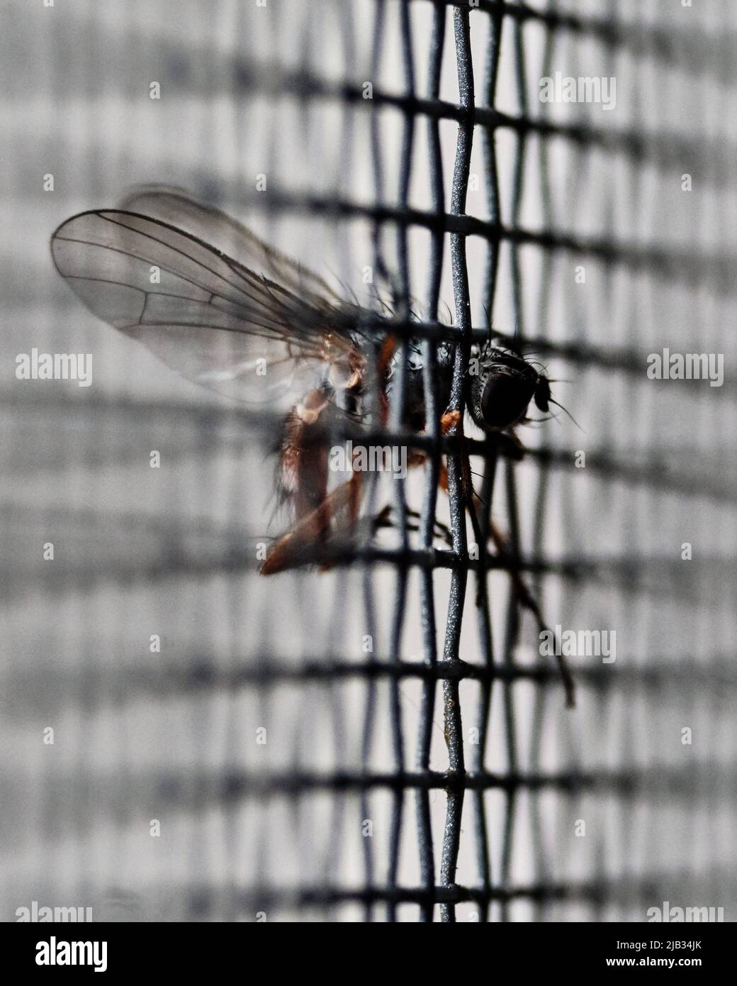 Brunswick, Germany. 30th May, 2022. An insect got its head caught in an ...