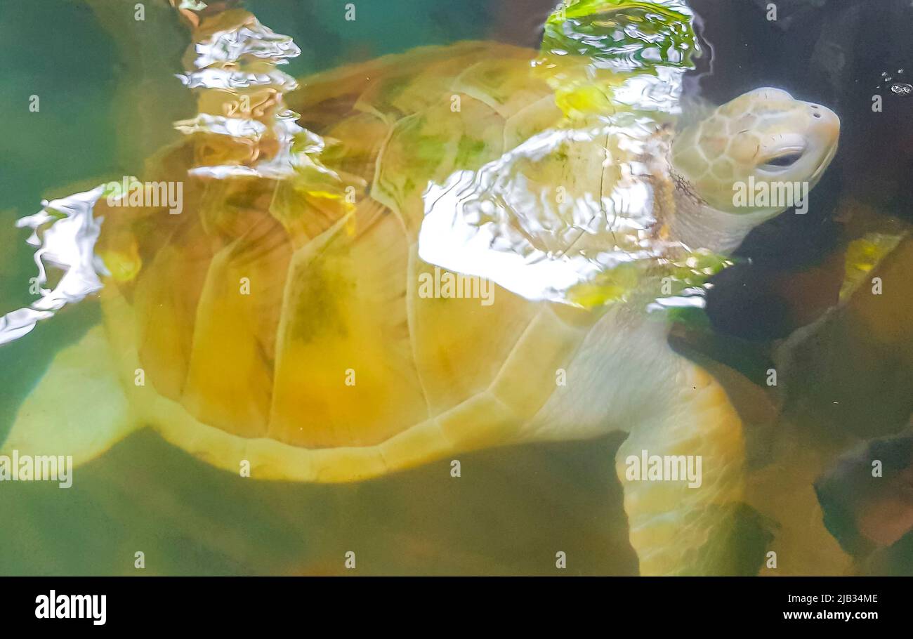 White albino sea turtle hawksbill sea turtle loggerhead sea turtle ...