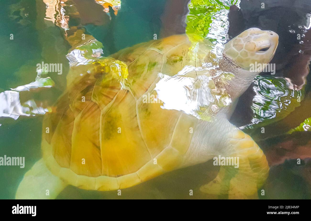 White albino sea turtle hawksbill sea turtle loggerhead sea turtle ...