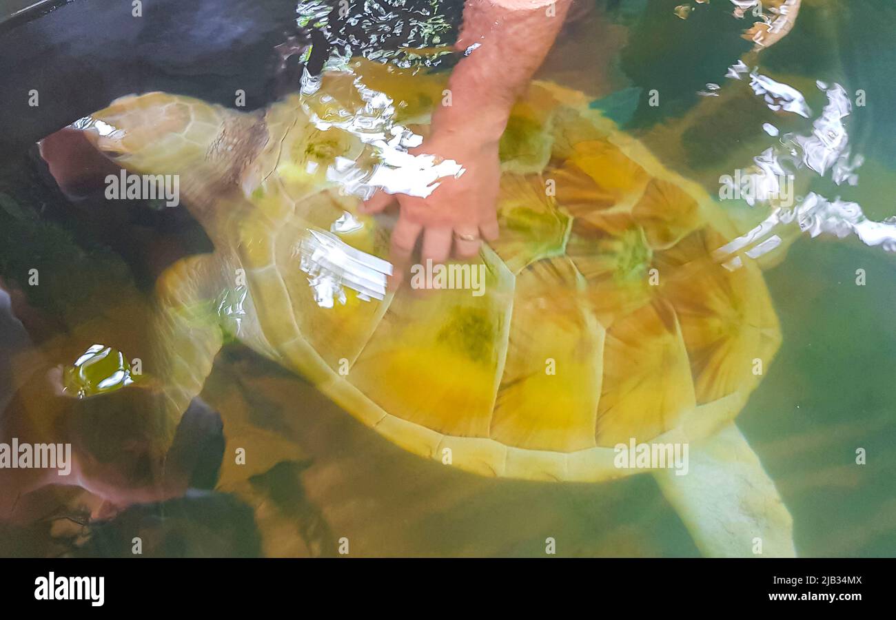 White albino sea turtle hawksbill sea turtle loggerhead sea turtle ...