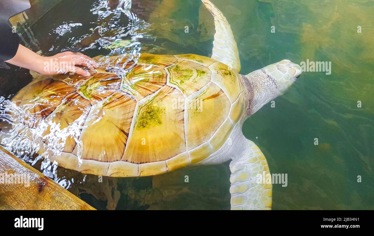 White albino sea turtle hawksbill sea turtle loggerhead sea turtle ...
