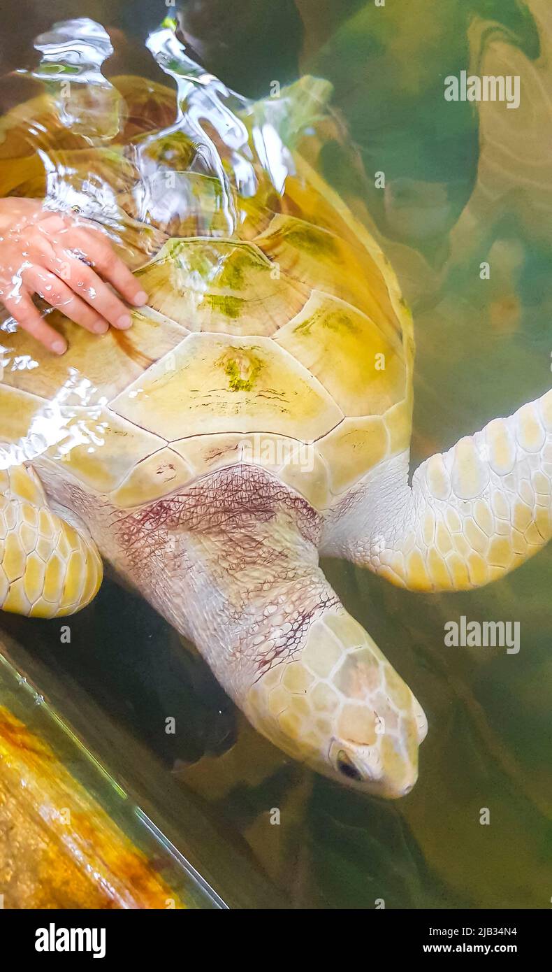 White albino sea turtle hawksbill sea turtle loggerhead sea turtle ...