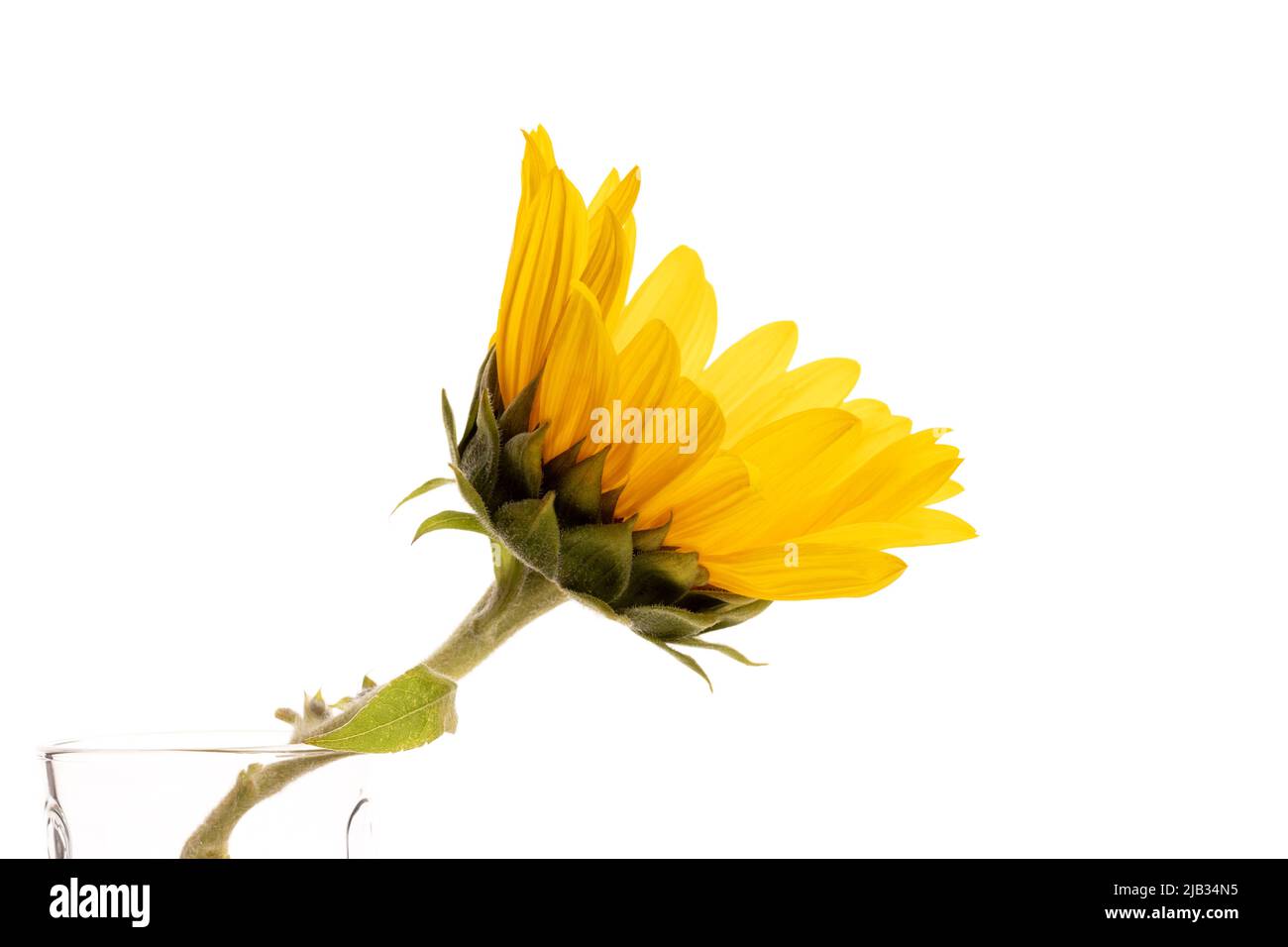 Single Flower With Stem White Background