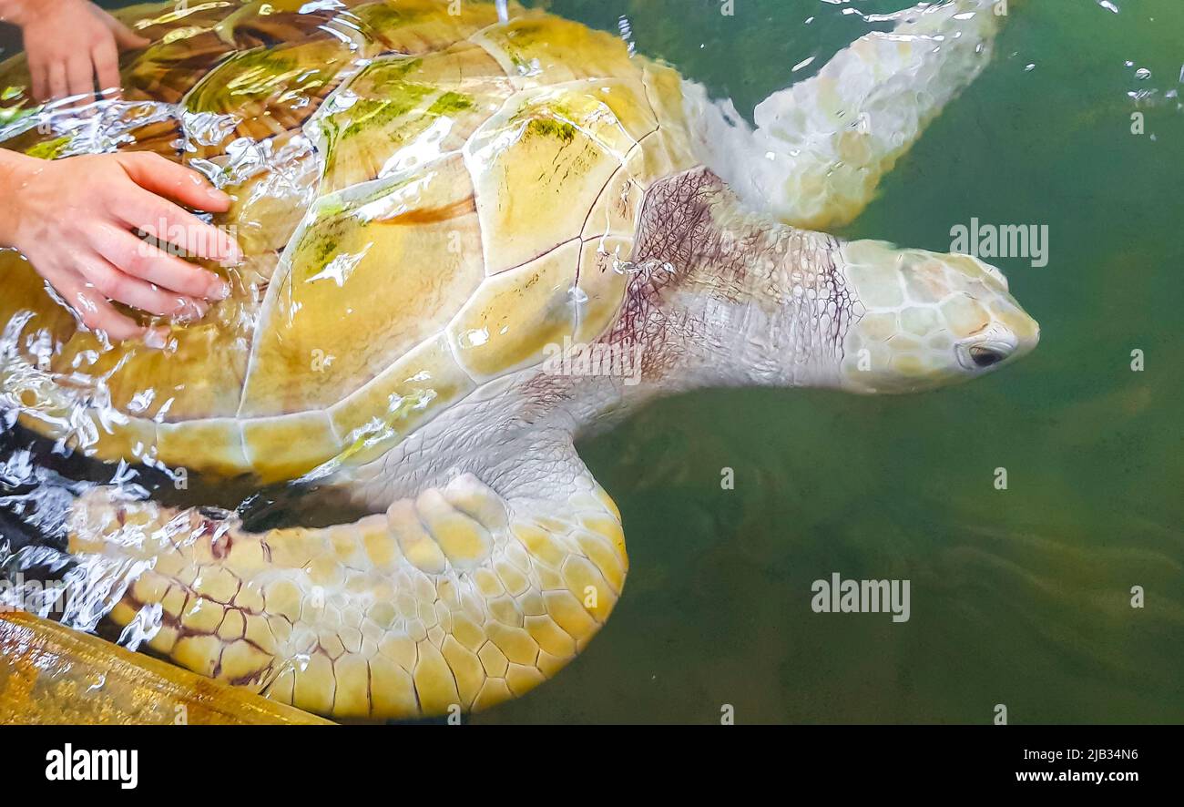 White albino sea turtle hawksbill sea turtle loggerhead sea turtle ...