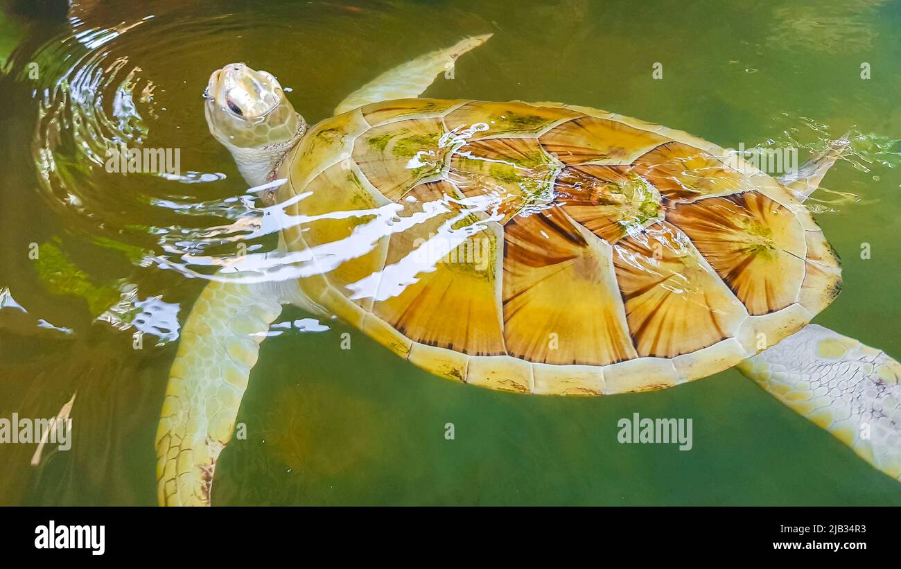 White albino sea turtle hawksbill sea turtle loggerhead sea turtle ...