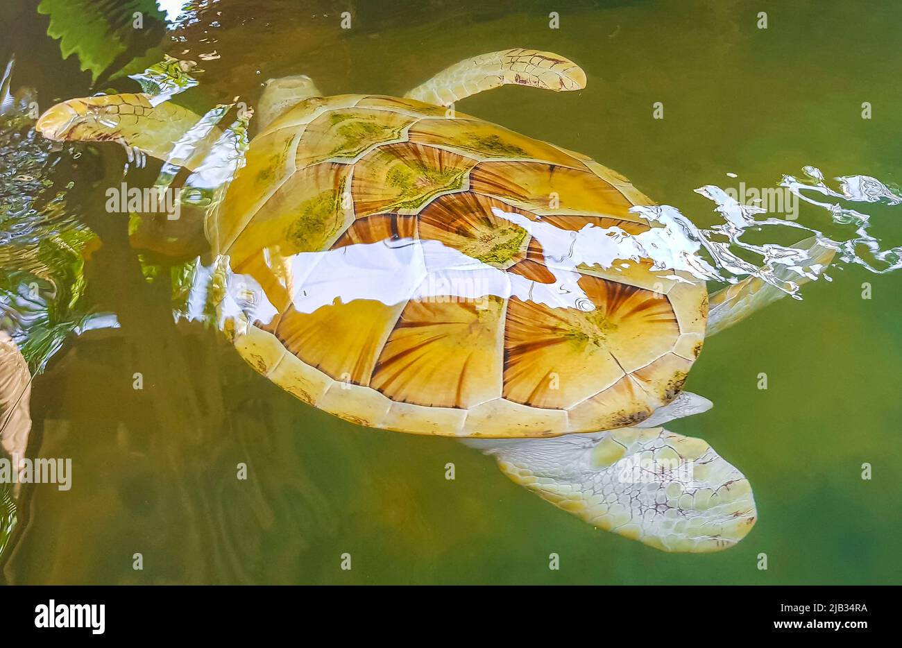 White albino sea turtle hawksbill sea turtle loggerhead sea turtle ...