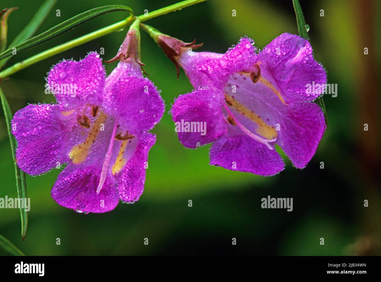 Purple gerardia hi-res stock photography and images - Alamy
