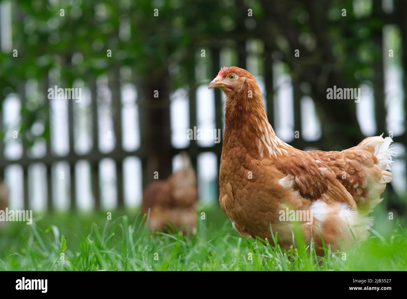 A red hen grazes in the green grass. Raising poultry Stock Photo - Alamy