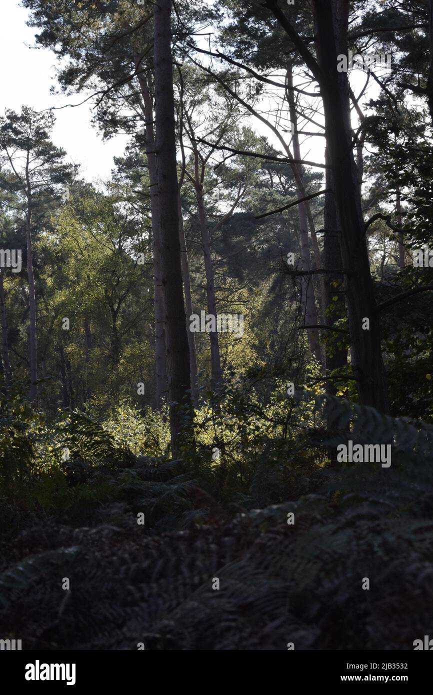 Spring woods ferns trees hi-res stock photography and images - Alamy