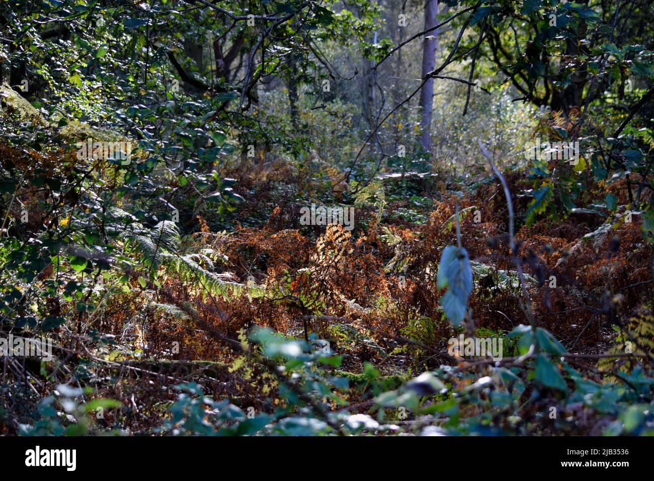 forest clearing with ferns,, suffolk, england Stock Photo - Alamy
