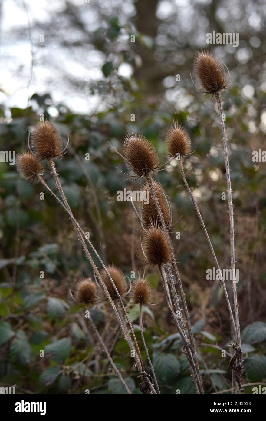 Tall teasel hi-res stock photography and images - Alamy