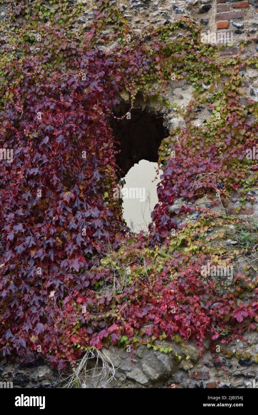 virginia creep on old brick and flint wall, bury st edmunds Stock Photo ...