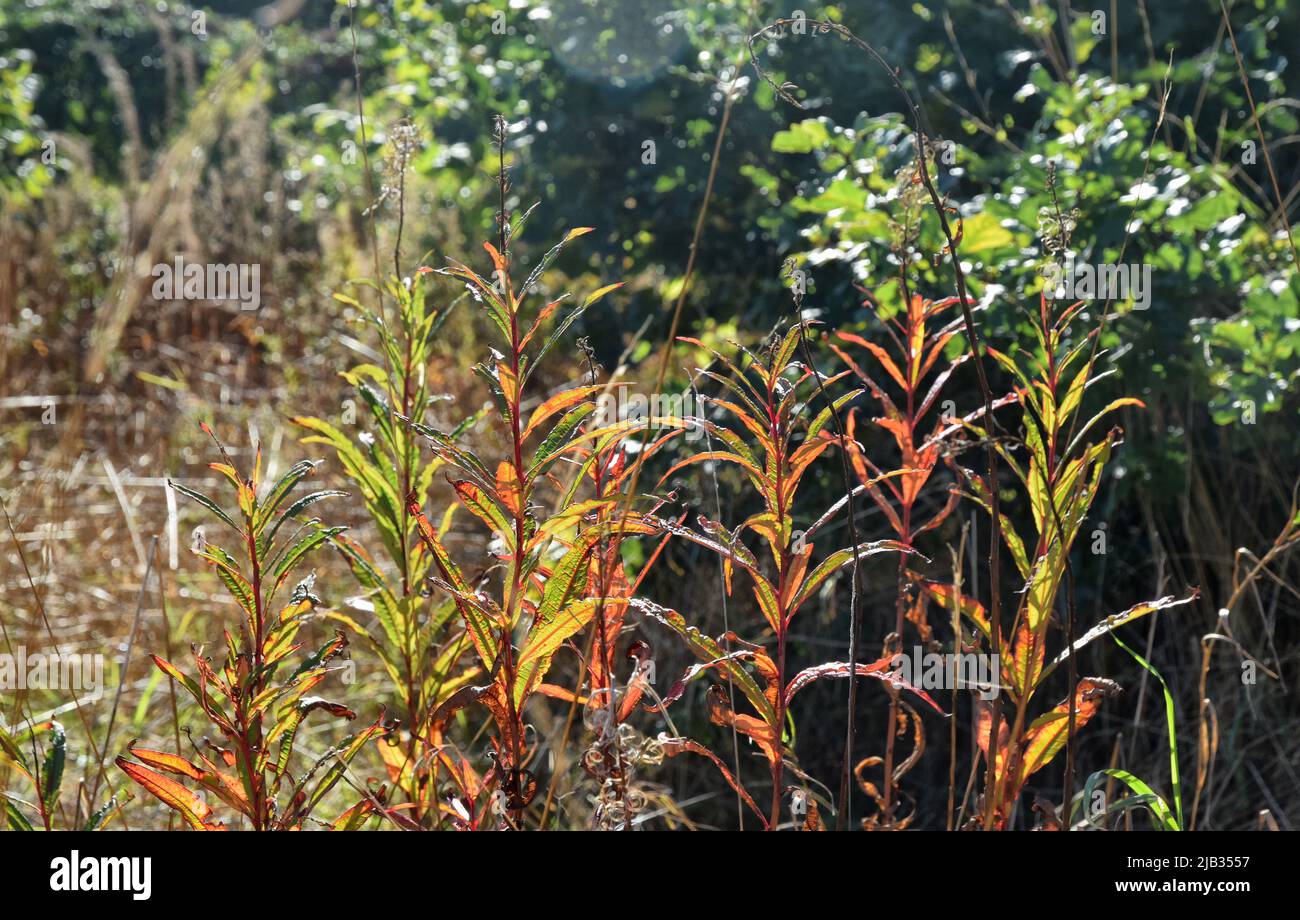 Horizontal frame wild plants hi-res stock photography and images - Alamy
