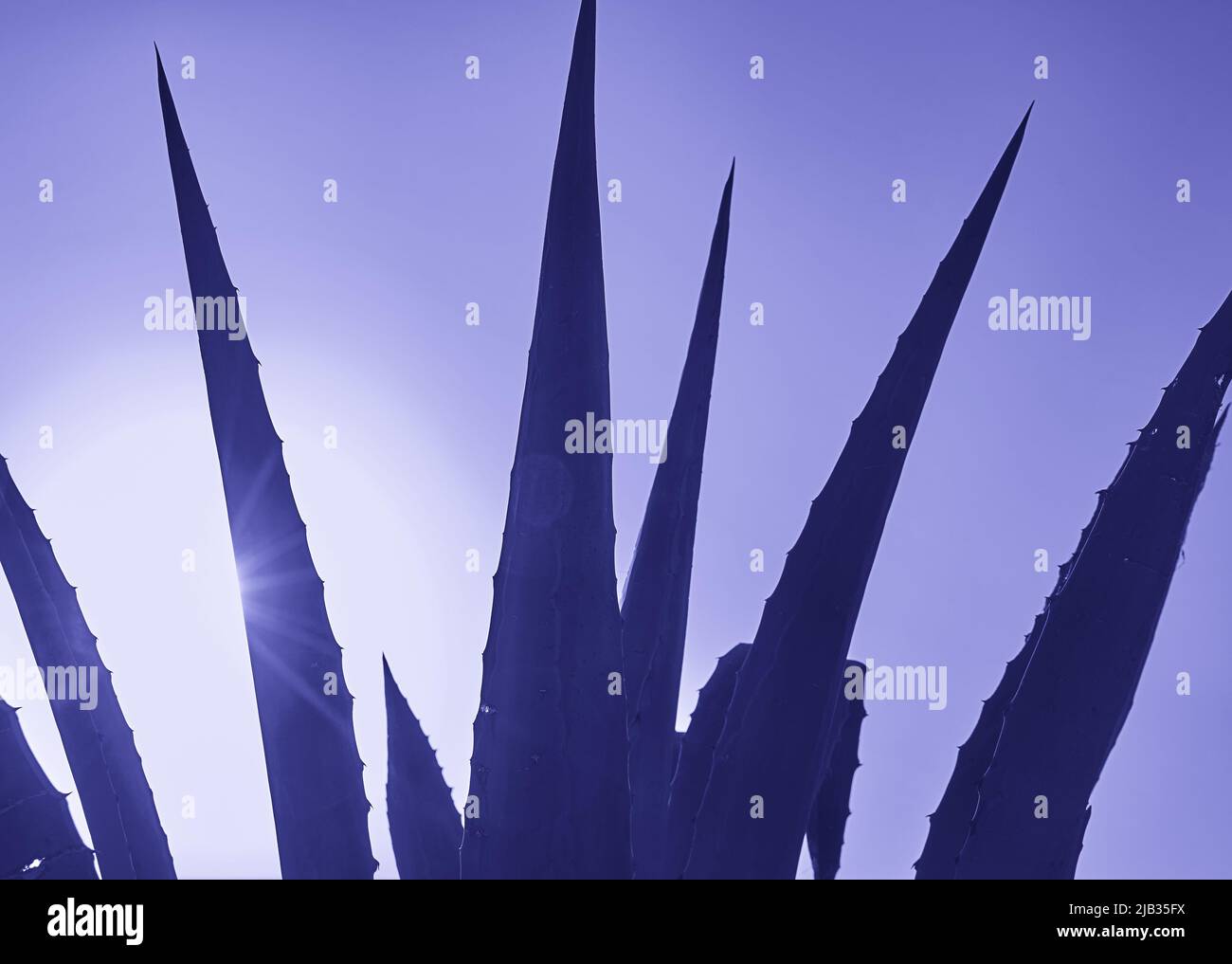 Closeup of agave plant leaves against sunset sky with sunbeams toned ...