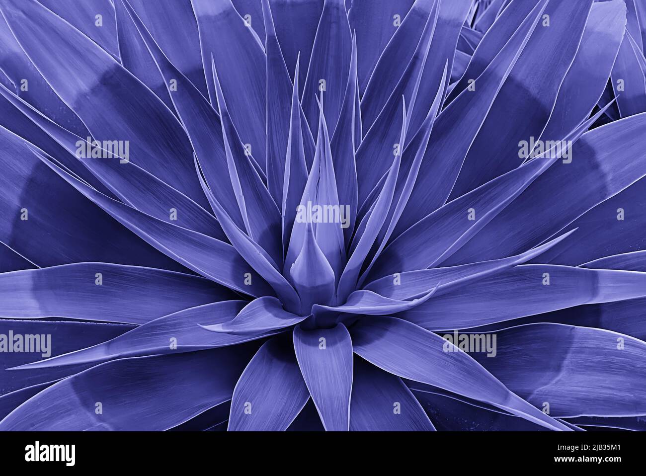 Beautifully bloomed agave leaves female plant like lotus flower. toned ...