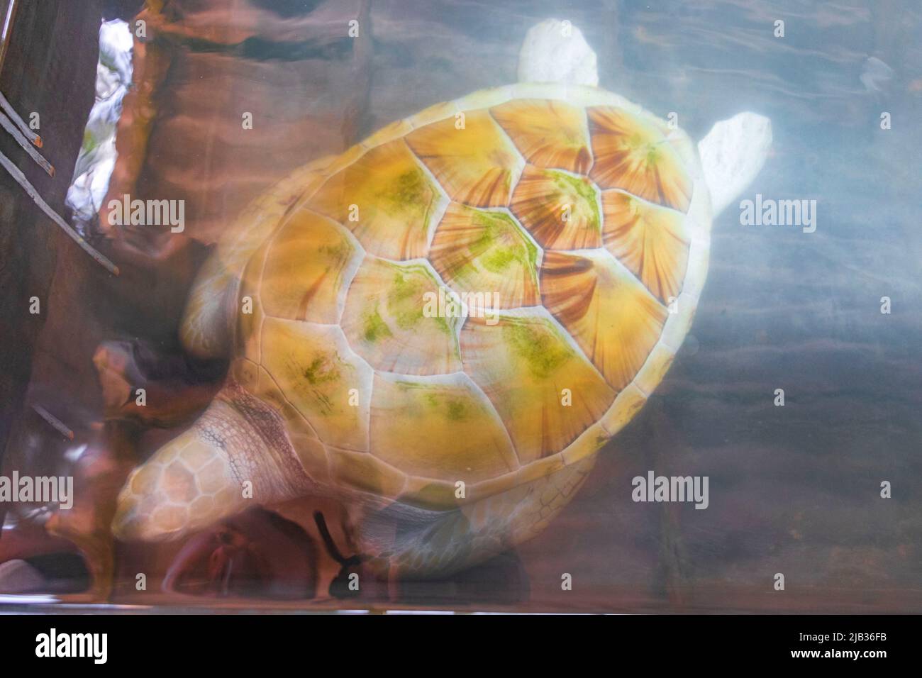 White albino sea turtle hawksbill sea turtle loggerhead sea turtle ...