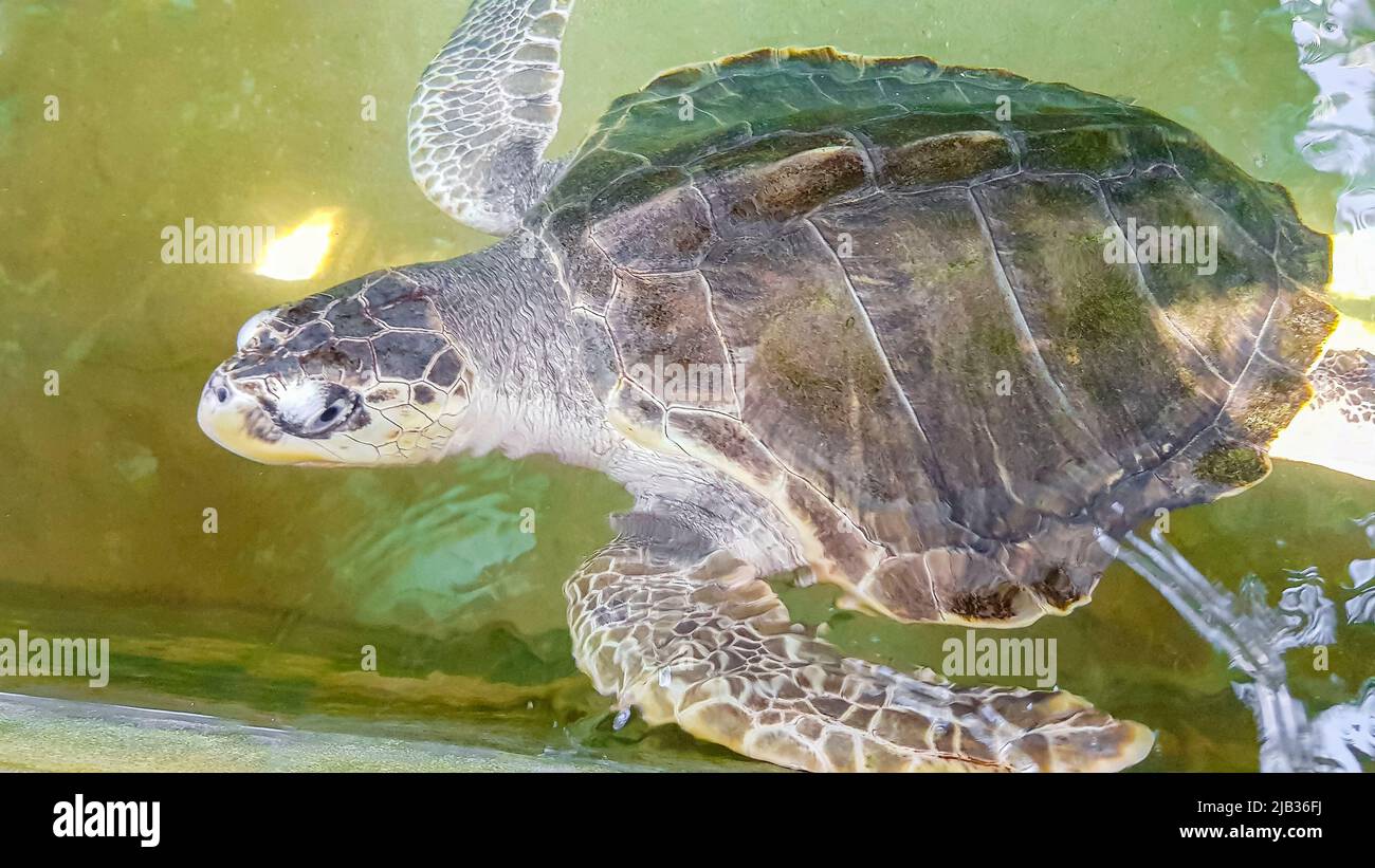 Green sea turtle hawksbill sea turtle loggerhead sea turtle swims in ...