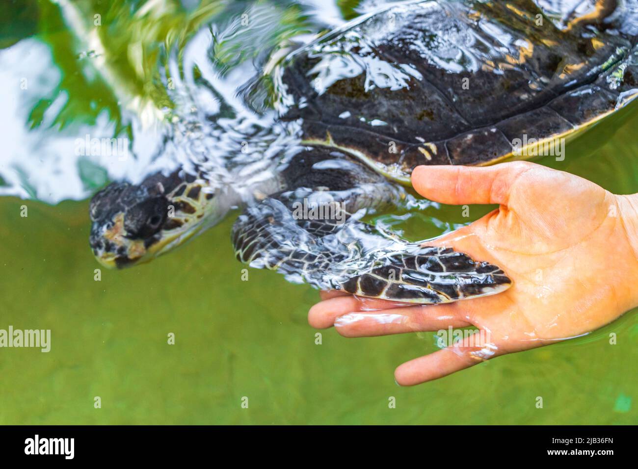 Green sea turtle hawksbill sea turtle loggerhead sea turtle swims in ...