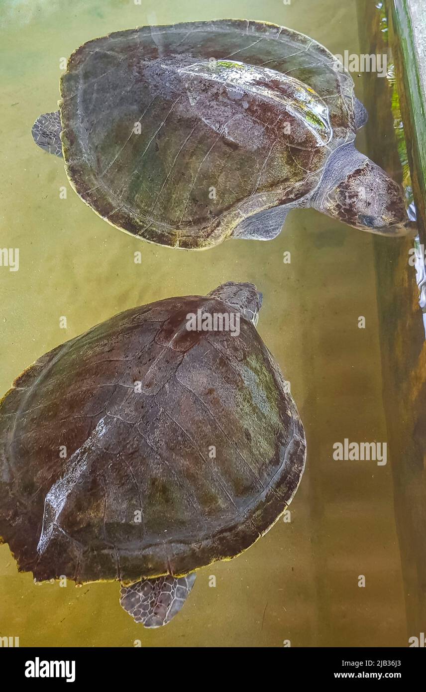 Green sea turtle hawksbill sea turtle loggerhead sea turtle swims in ...