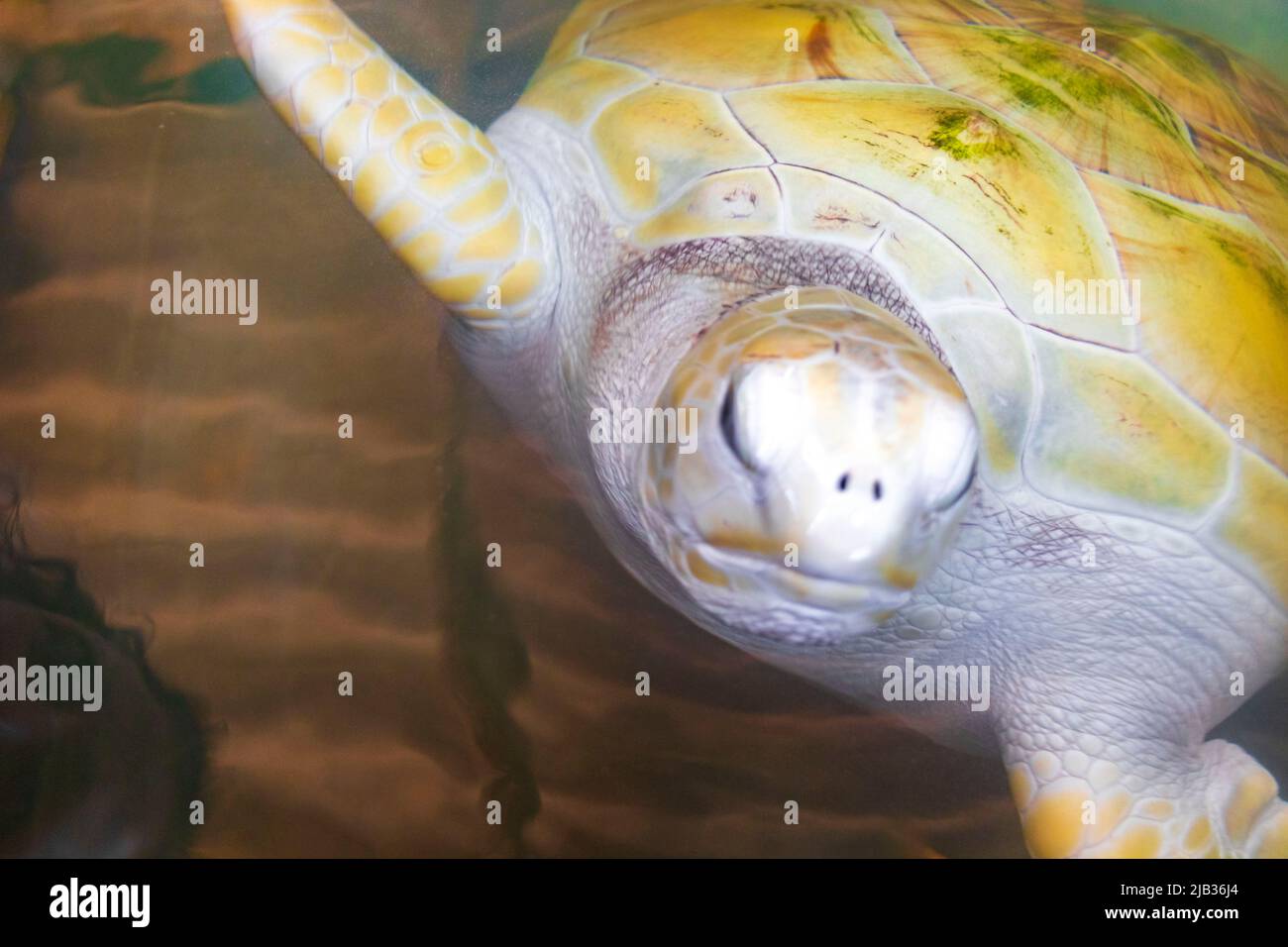 White albino sea turtle hawksbill sea turtle loggerhead sea turtle ...