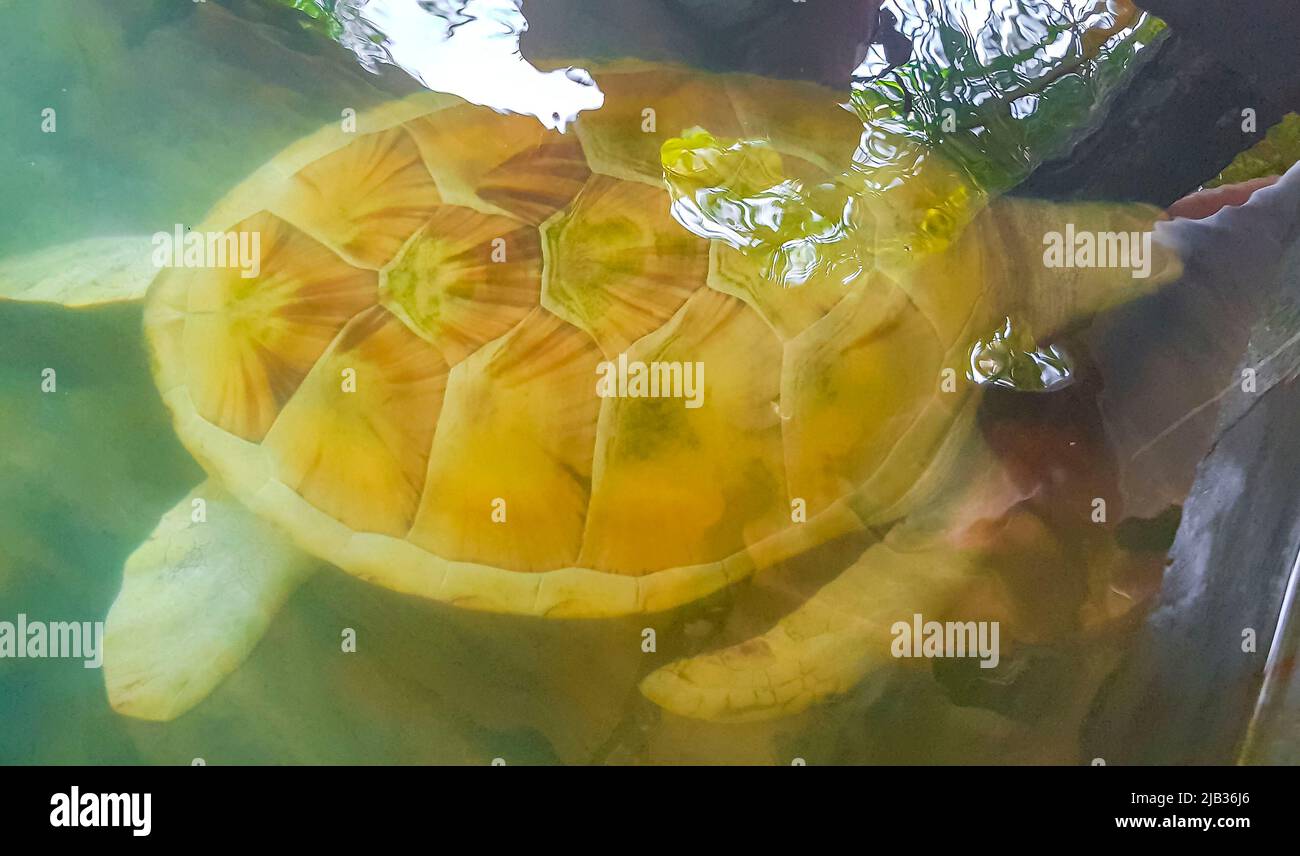 White albino sea turtle hawksbill sea turtle loggerhead sea turtle ...