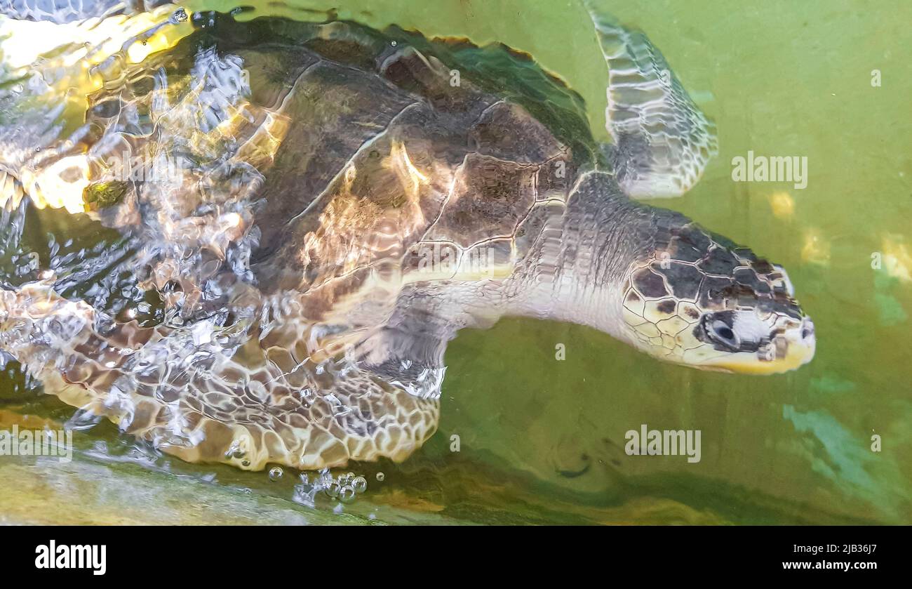 Green sea turtle hawksbill sea turtle loggerhead sea turtle swims in ...