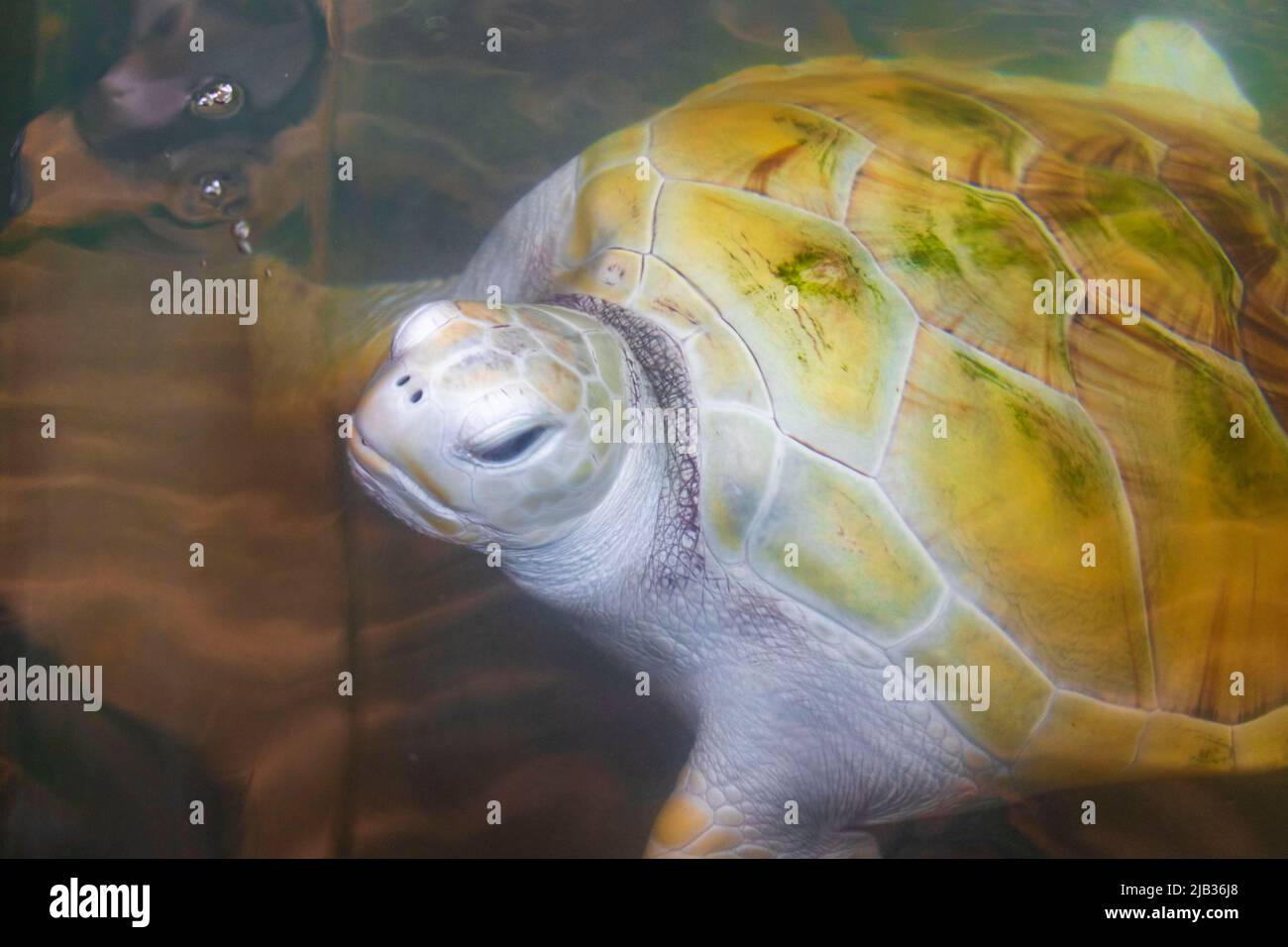 White albino sea turtle hawksbill sea turtle loggerhead sea turtle ...