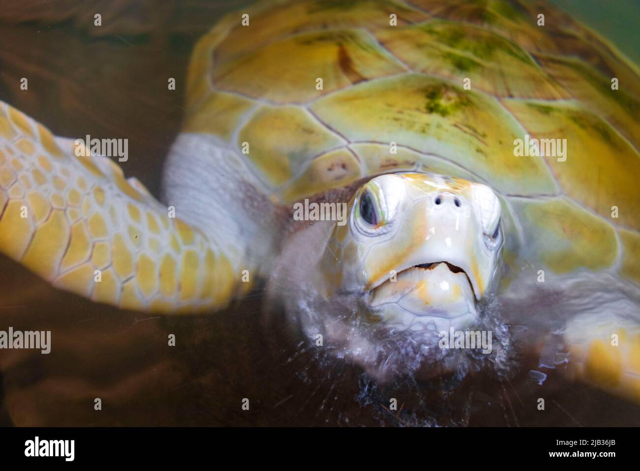 White albino sea turtle hawksbill sea turtle loggerhead sea turtle ...