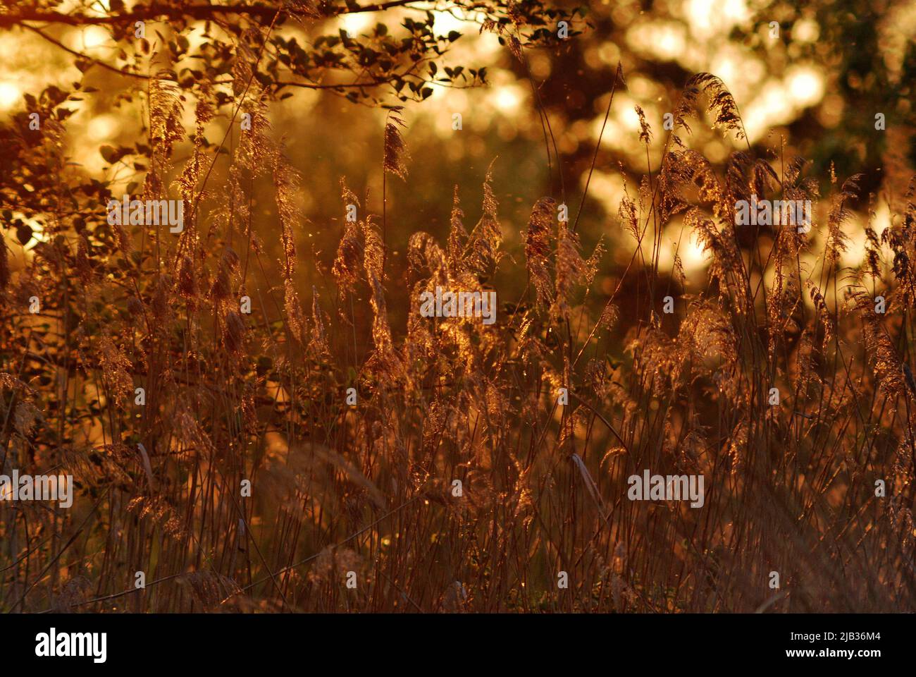 Through bushes hi-res stock photography and images - Alamy
