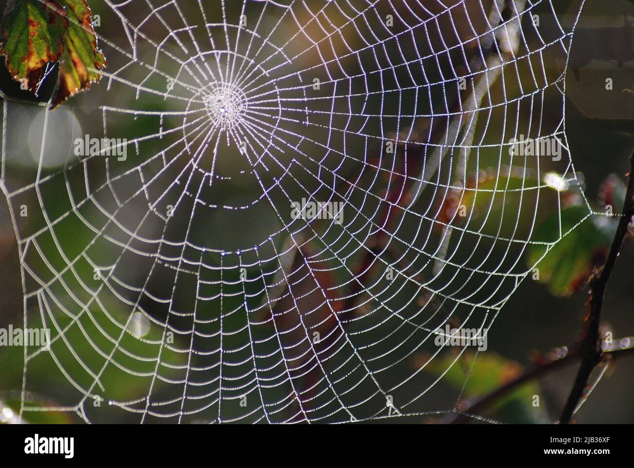 Spider spider engineering hi-res stock photography and images - Alamy