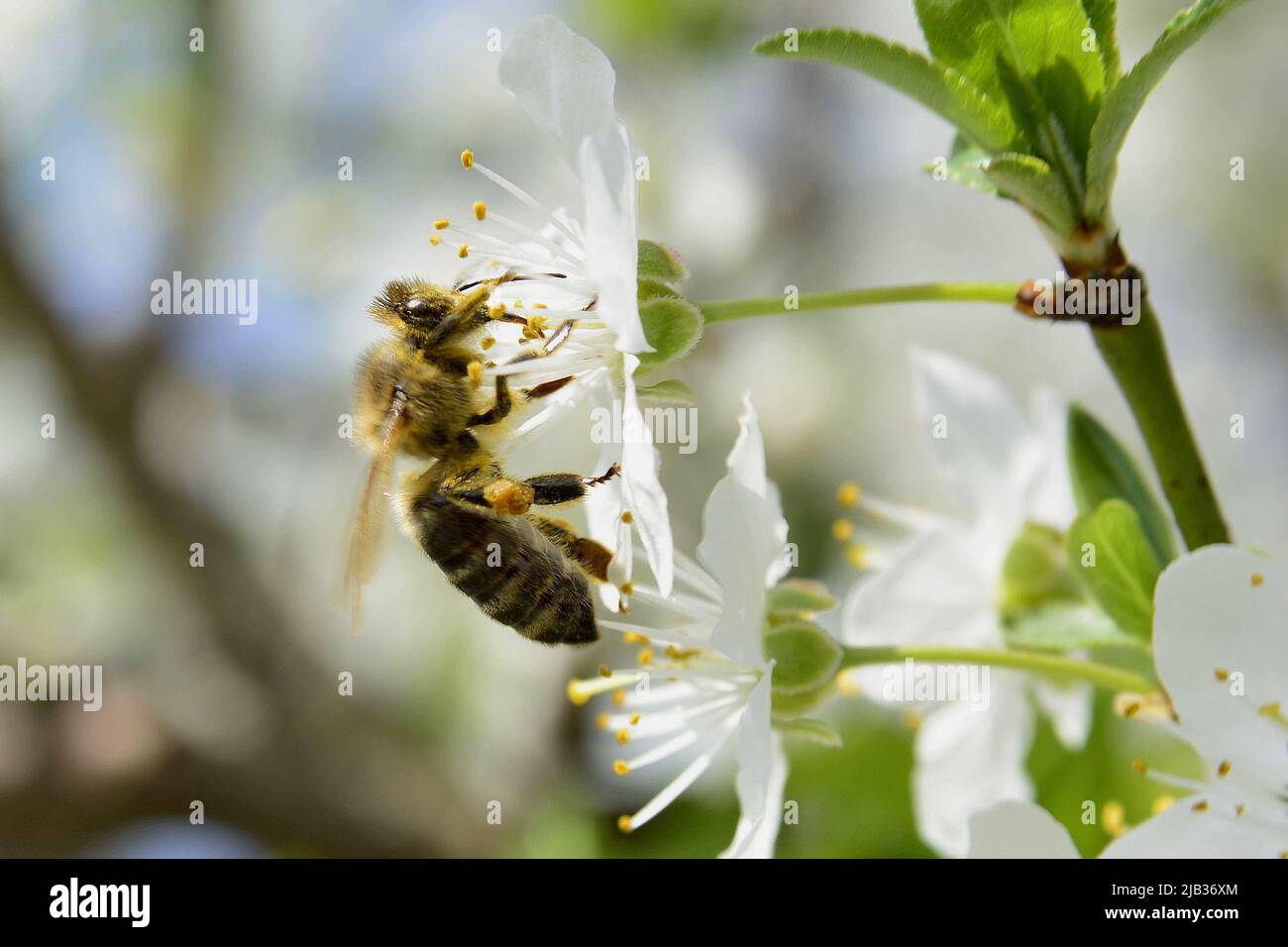 Spring pollinators hi-res stock photography and images - Alamy