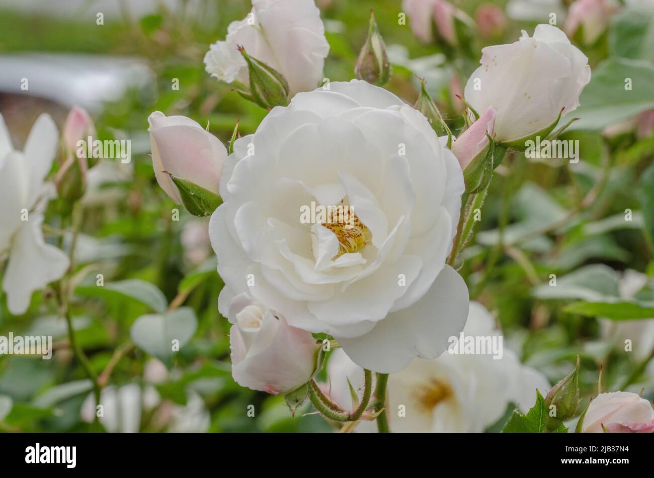A beautiful white- rose with in a graden Stock Photo - Alamy