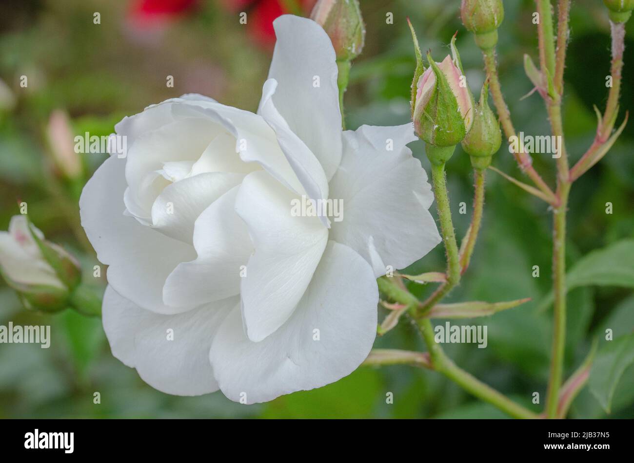 A beautiful white- rose with in a graden Stock Photo - Alamy