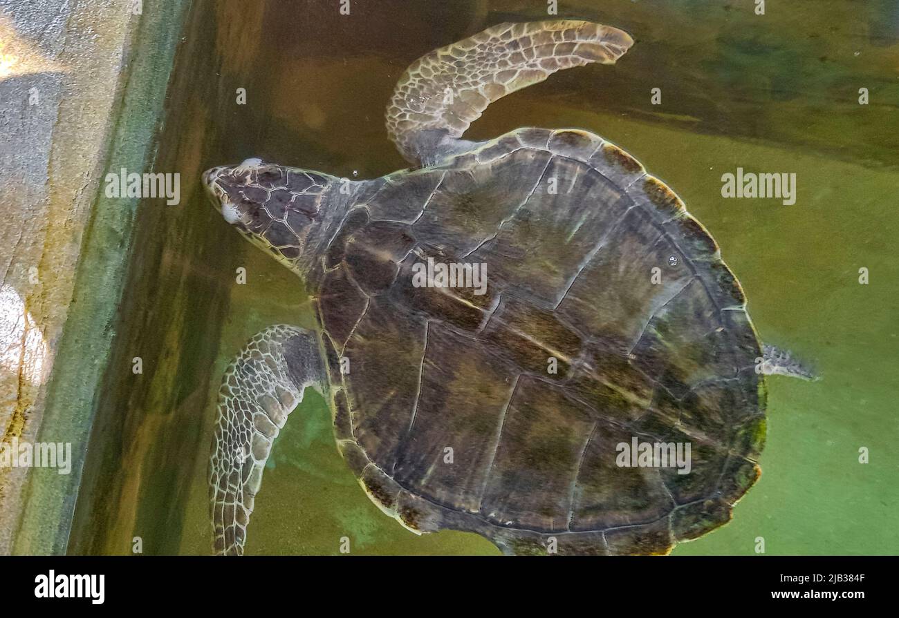 Green sea turtle hawksbill sea turtle loggerhead sea turtle swims in ...