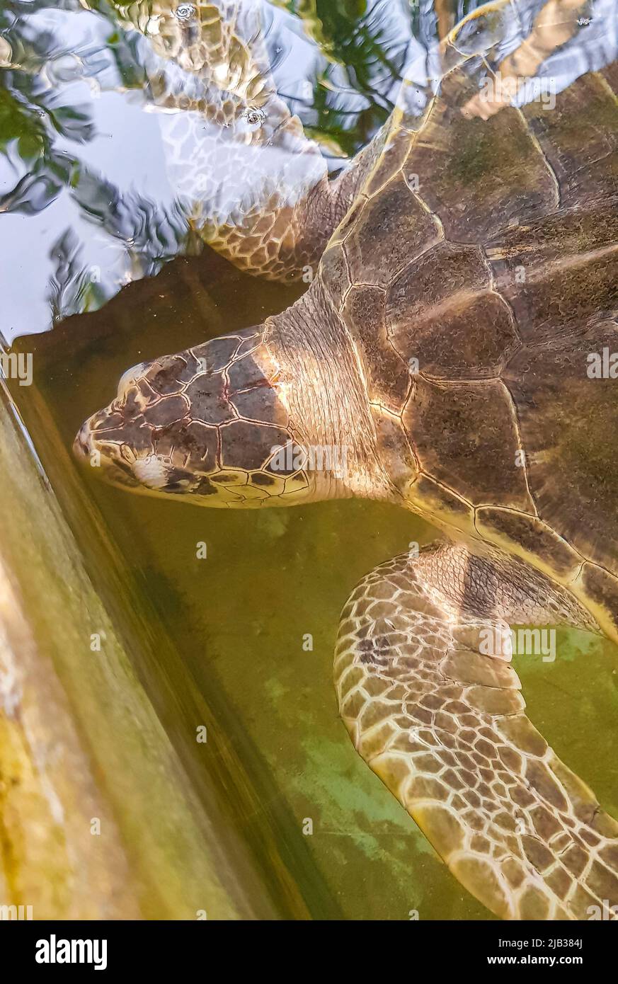 Green sea turtle hawksbill sea turtle loggerhead sea turtle swims in ...