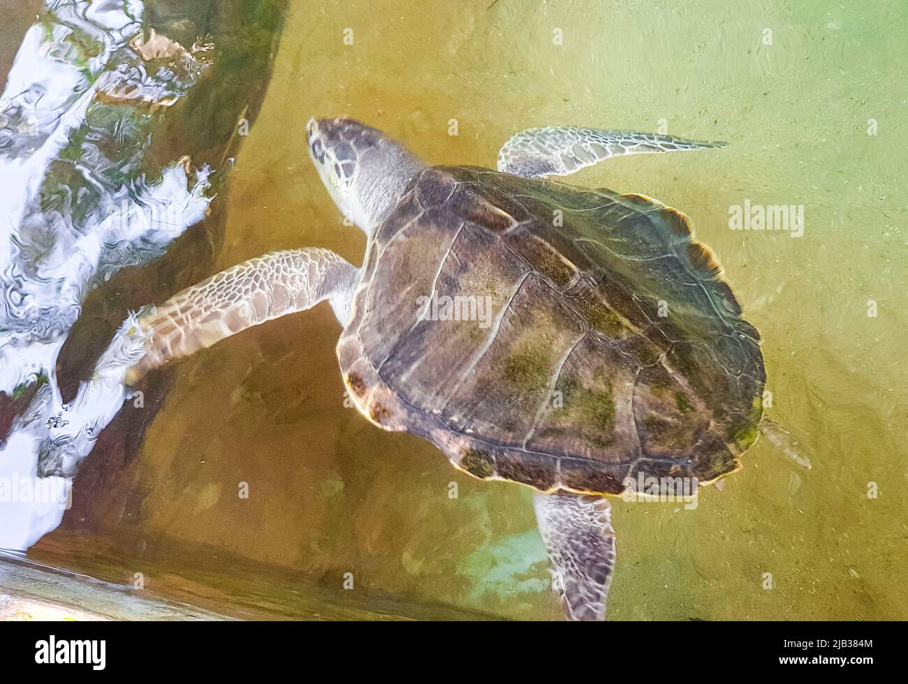 Green sea turtle hawksbill sea turtle loggerhead sea turtle swims in ...