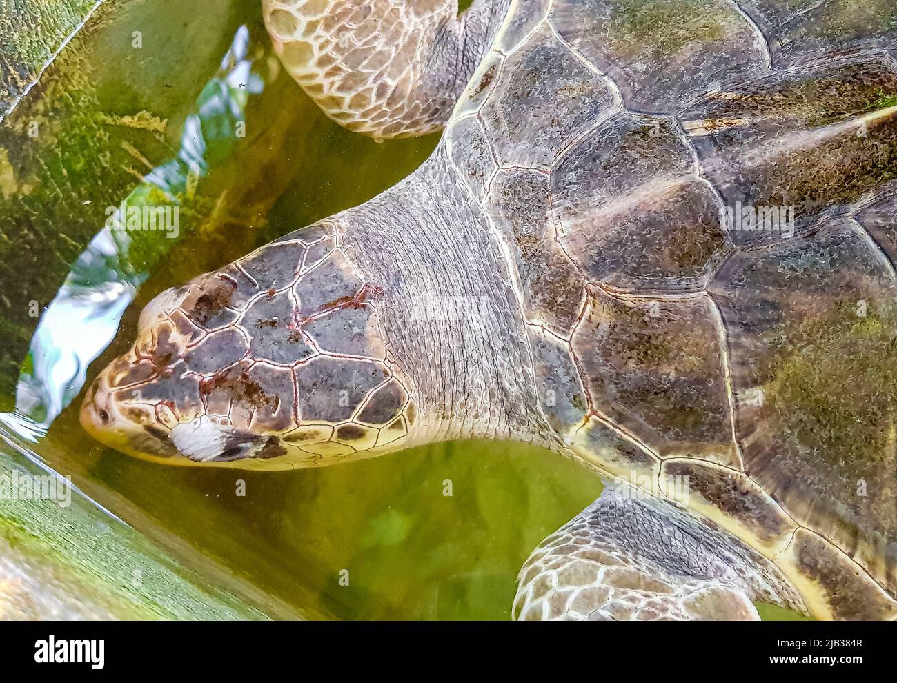 Green sea turtle hawksbill sea turtle loggerhead sea turtle swims in ...