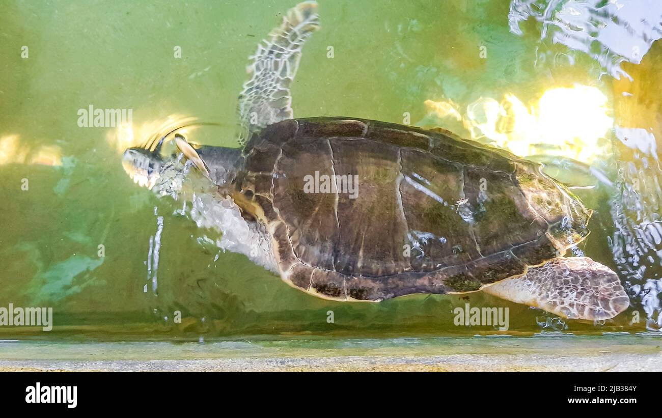 Green sea turtle hawksbill sea turtle loggerhead sea turtle swims in ...