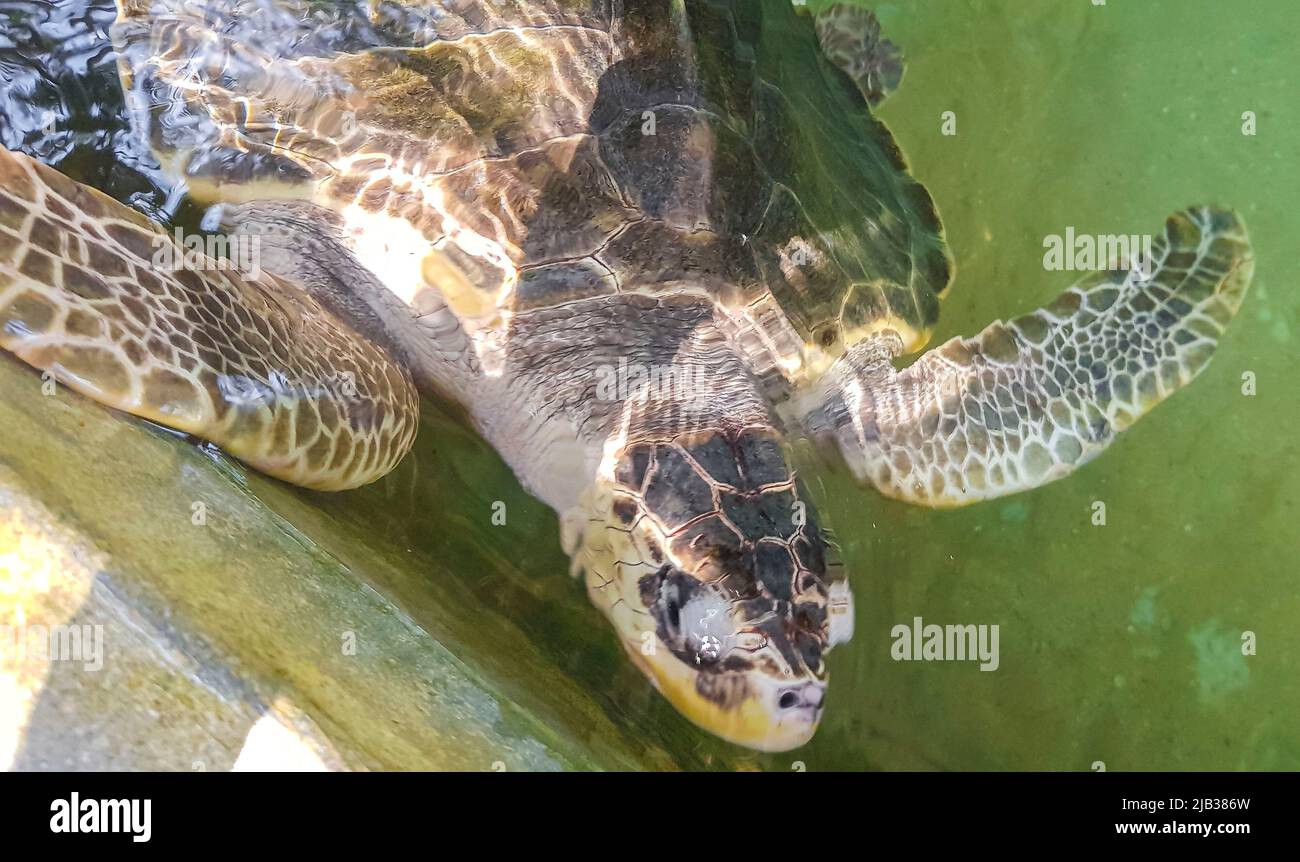Green sea turtle hawksbill sea turtle loggerhead sea turtle swims in ...