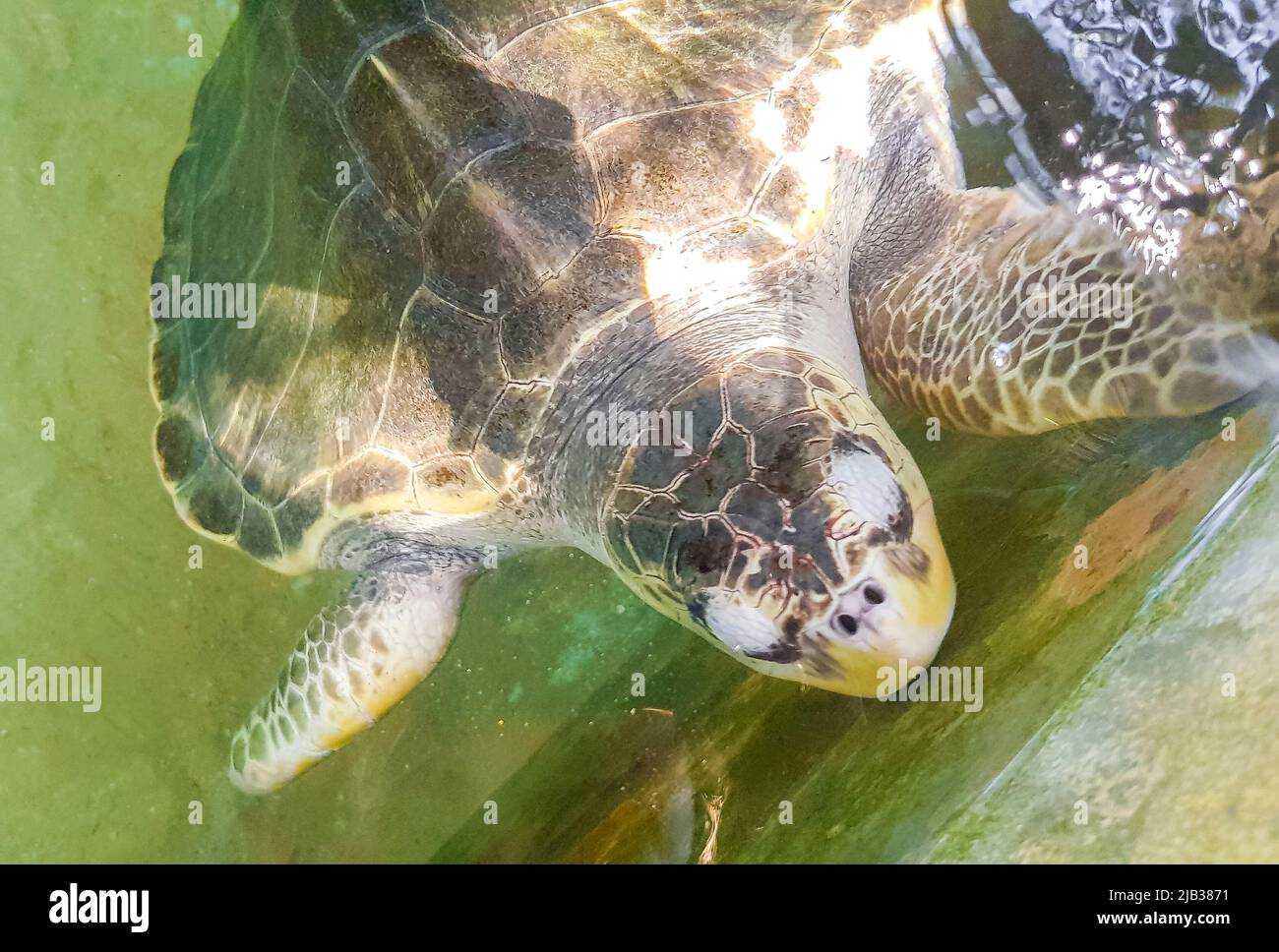 Green sea turtle hawksbill sea turtle loggerhead sea turtle swims in ...