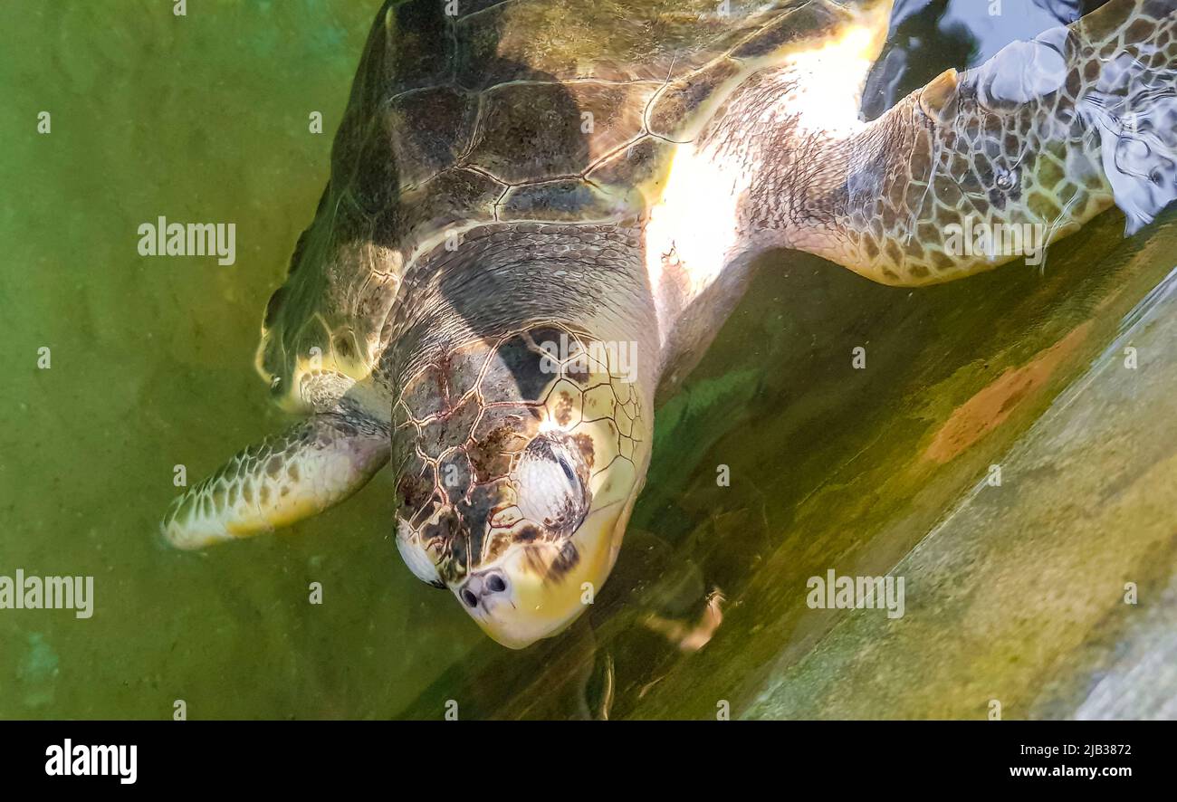 Green sea turtle hawksbill sea turtle loggerhead sea turtle swims in ...