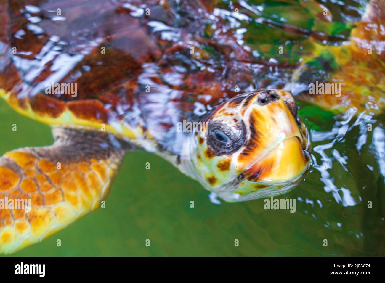 Green sea turtle hawksbill sea turtle loggerhead sea turtle swims in ...