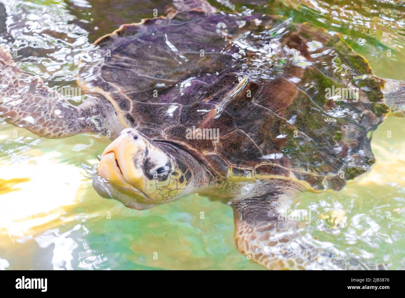Green sea turtle hawksbill sea turtle loggerhead sea turtle swims in ...