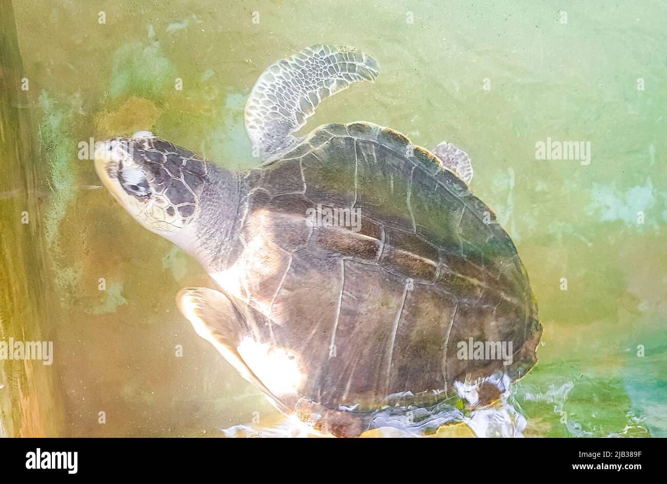 Green sea turtle hawksbill sea turtle loggerhead sea turtle swims in ...