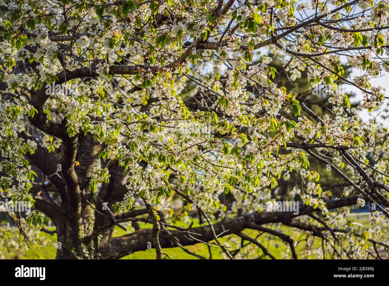 a beautiful spring shrub with small delicate delicate white flowers ...